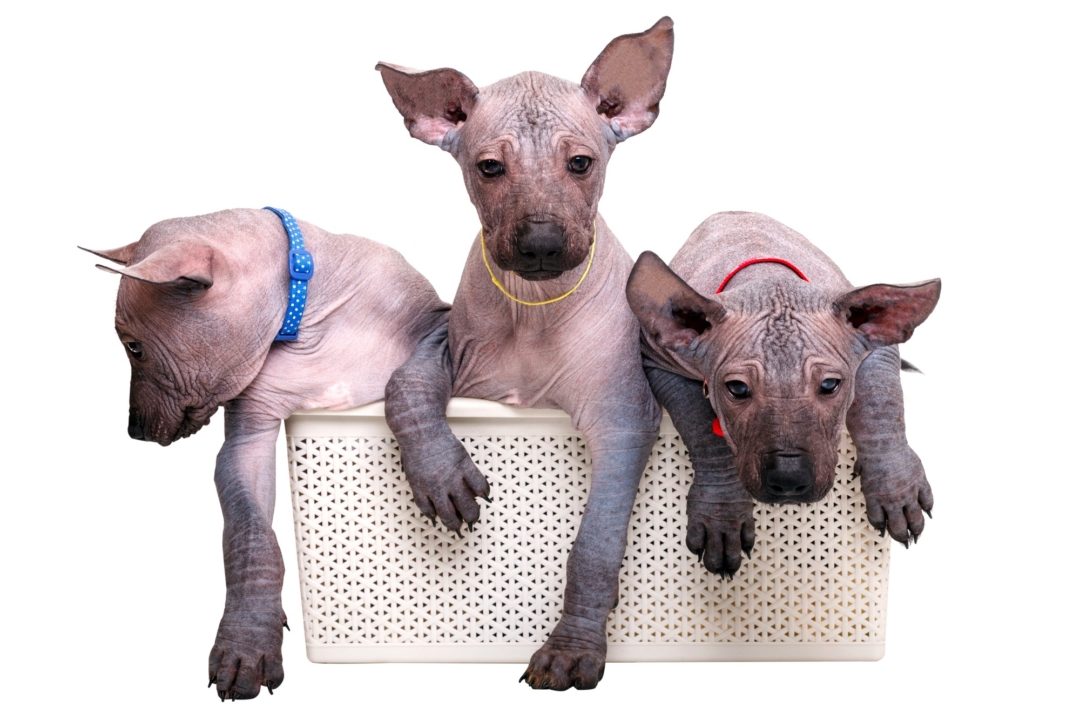 How Much Does a Xoloitzcuintli Cost? (2026 Price Guide)