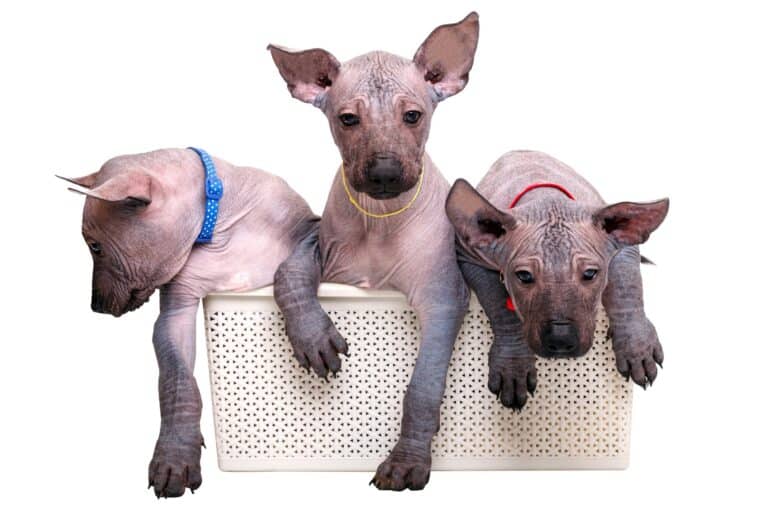 How Much Does a Xoloitzcuintli Cost? (2026 Price Guide)