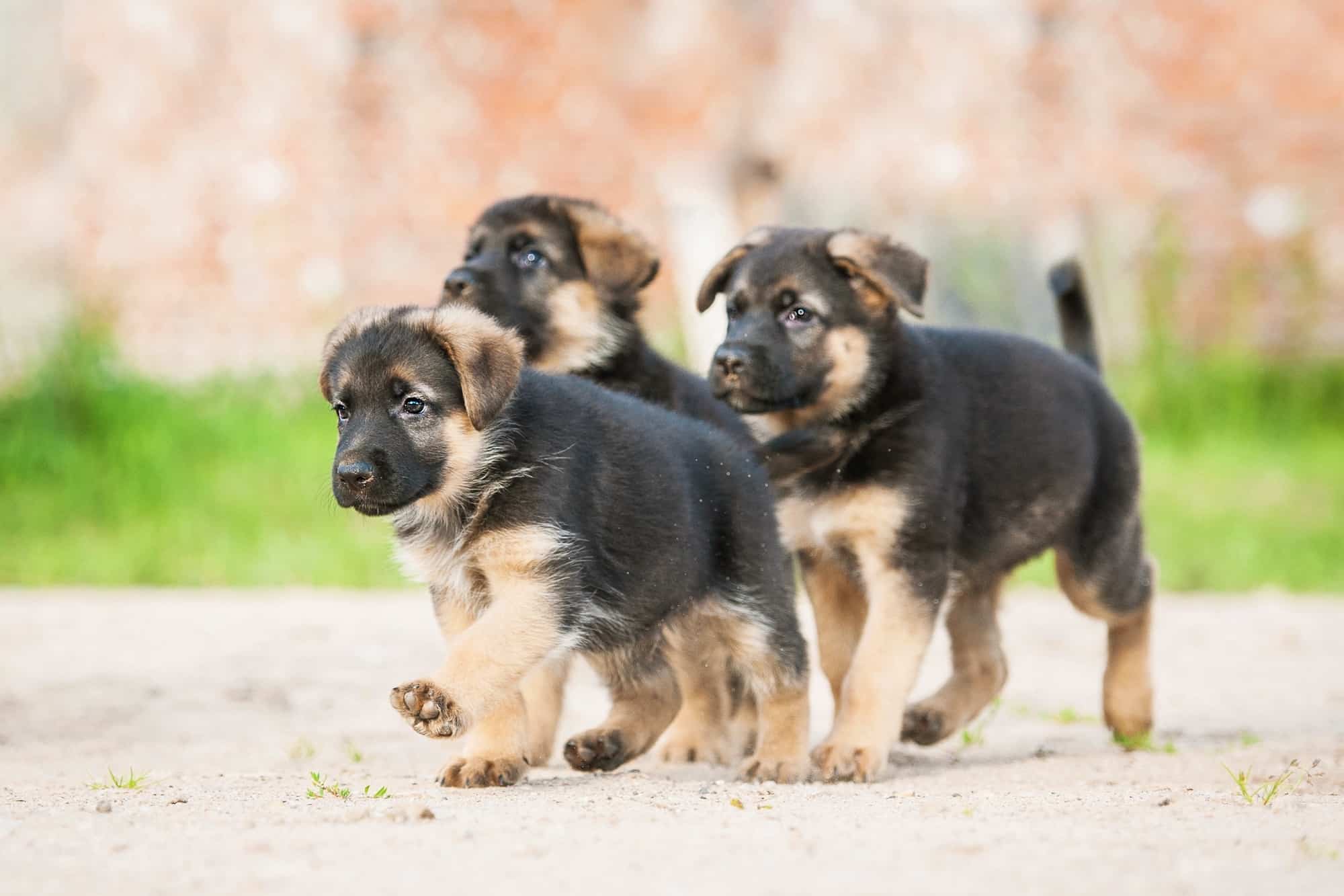 40+ Pictures of Baby German Shepherds to Brighten Your Day