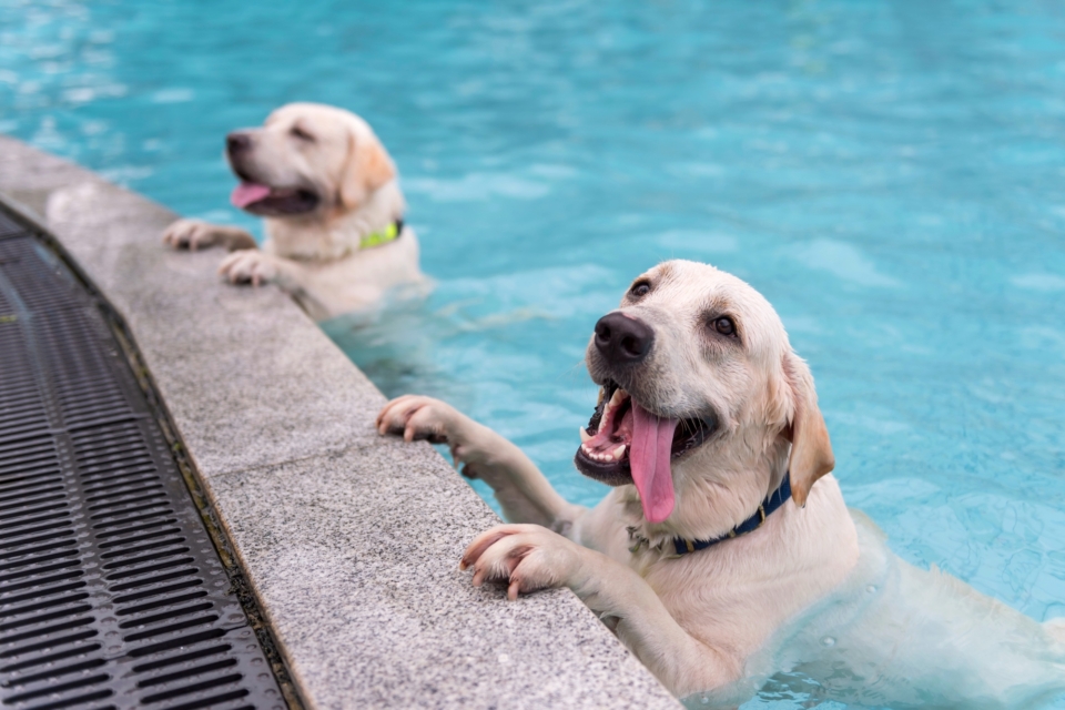 How Much Exercise Does a Labrador Need?