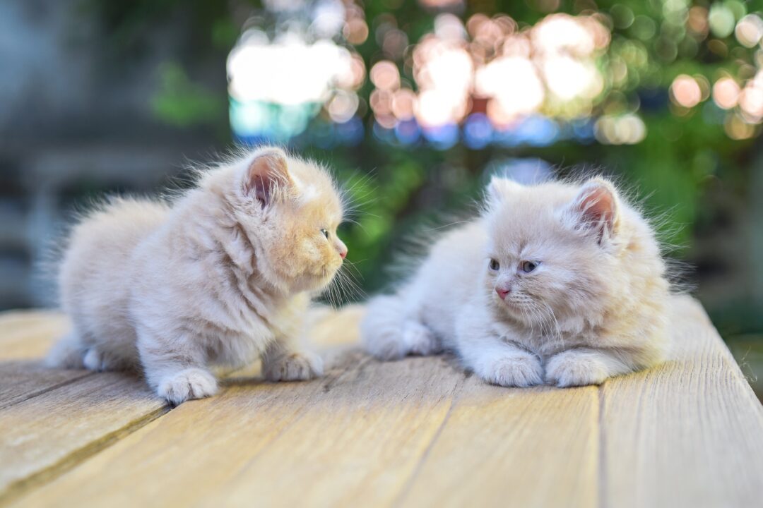 9 Best Munchkin Breeders (2025): Our Top Picks!