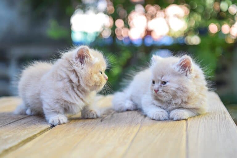 9 Best Munchkin Breeders (2025): Our Top Picks!