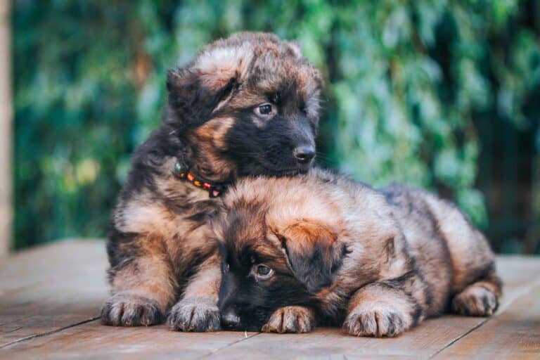 40+ Pictures of Baby German Shepherds to Brighten Your Day