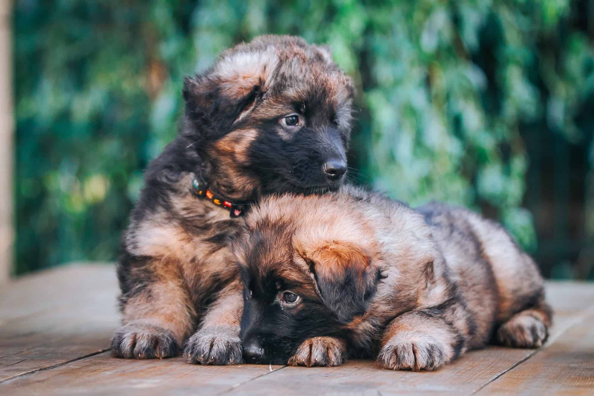 40+ Pictures of Baby German Shepherds to Brighten Your Day