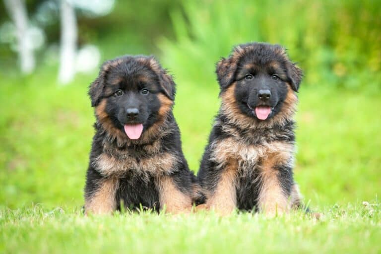 40+ Pictures of Baby German Shepherds to Brighten Your Day