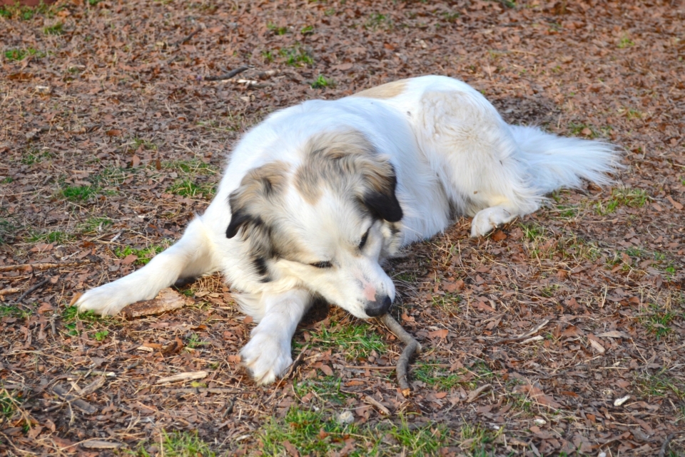 Anatolian Shepherd Great Pyrenees Mix: Info, Pictures, Facts, FAQs & More