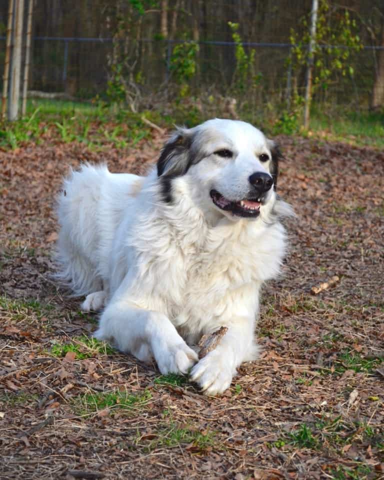 Anatolian Shepherd Great Pyrenees Mix: Info, Pictures, Facts, FAQs & More