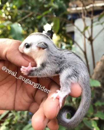 20+ Sugar Glider Colors and Patterns Explained (With Pictures)