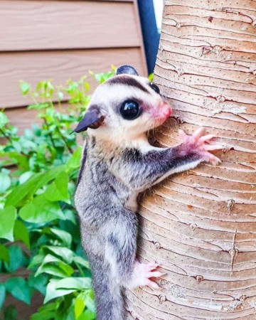 20+ Sugar Glider Colors and Patterns Explained (With Pictures)