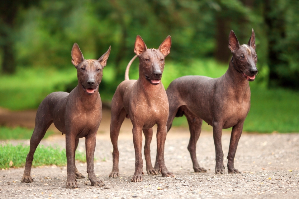 How Much Does a Xoloitzcuintli Cost? (2025 Price Guide)