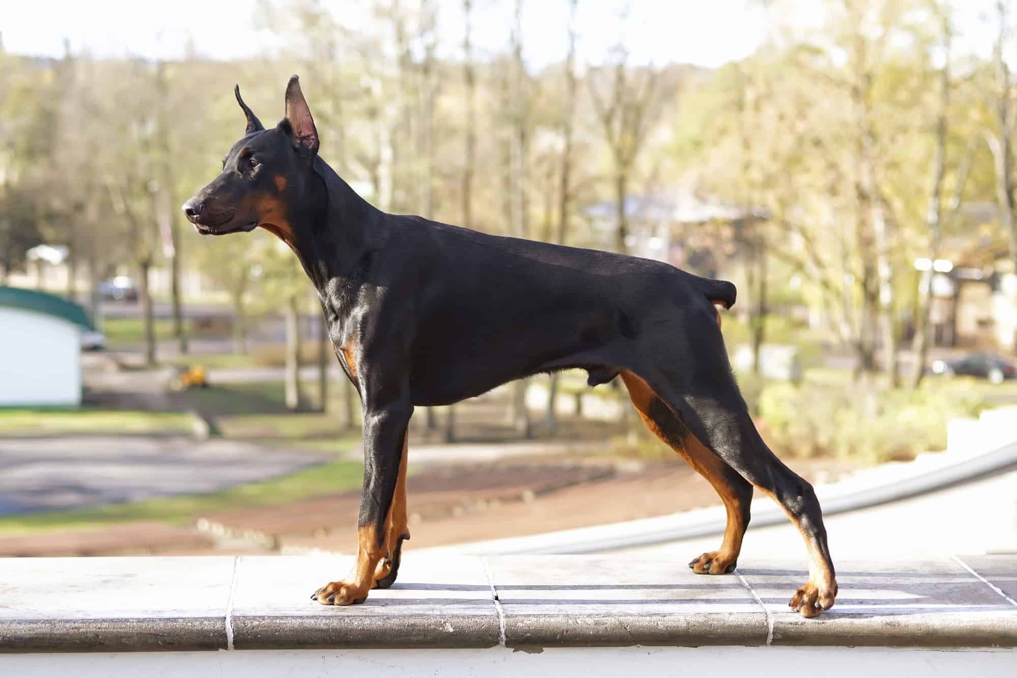 Doberman Tail Docking: Here's Everything You Need to Know