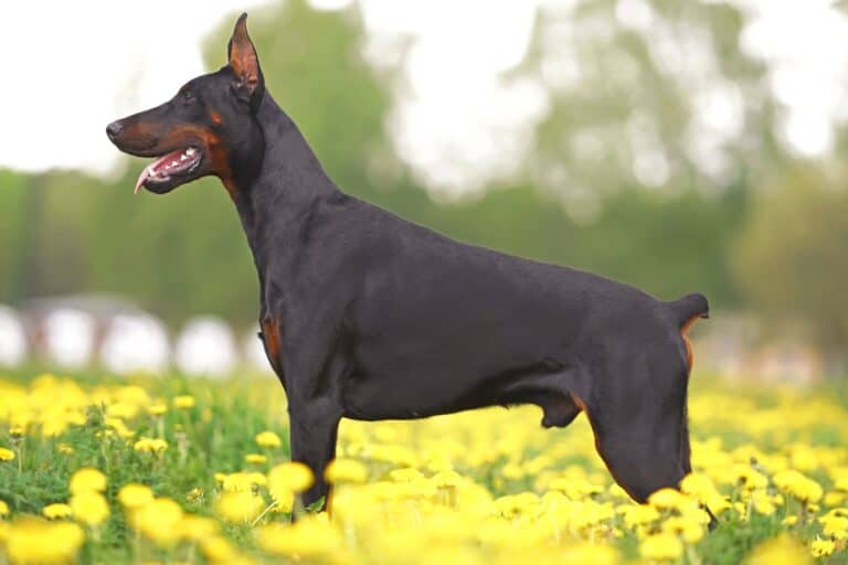 Doberman Tail Docking: Here's Everything You Need to Know