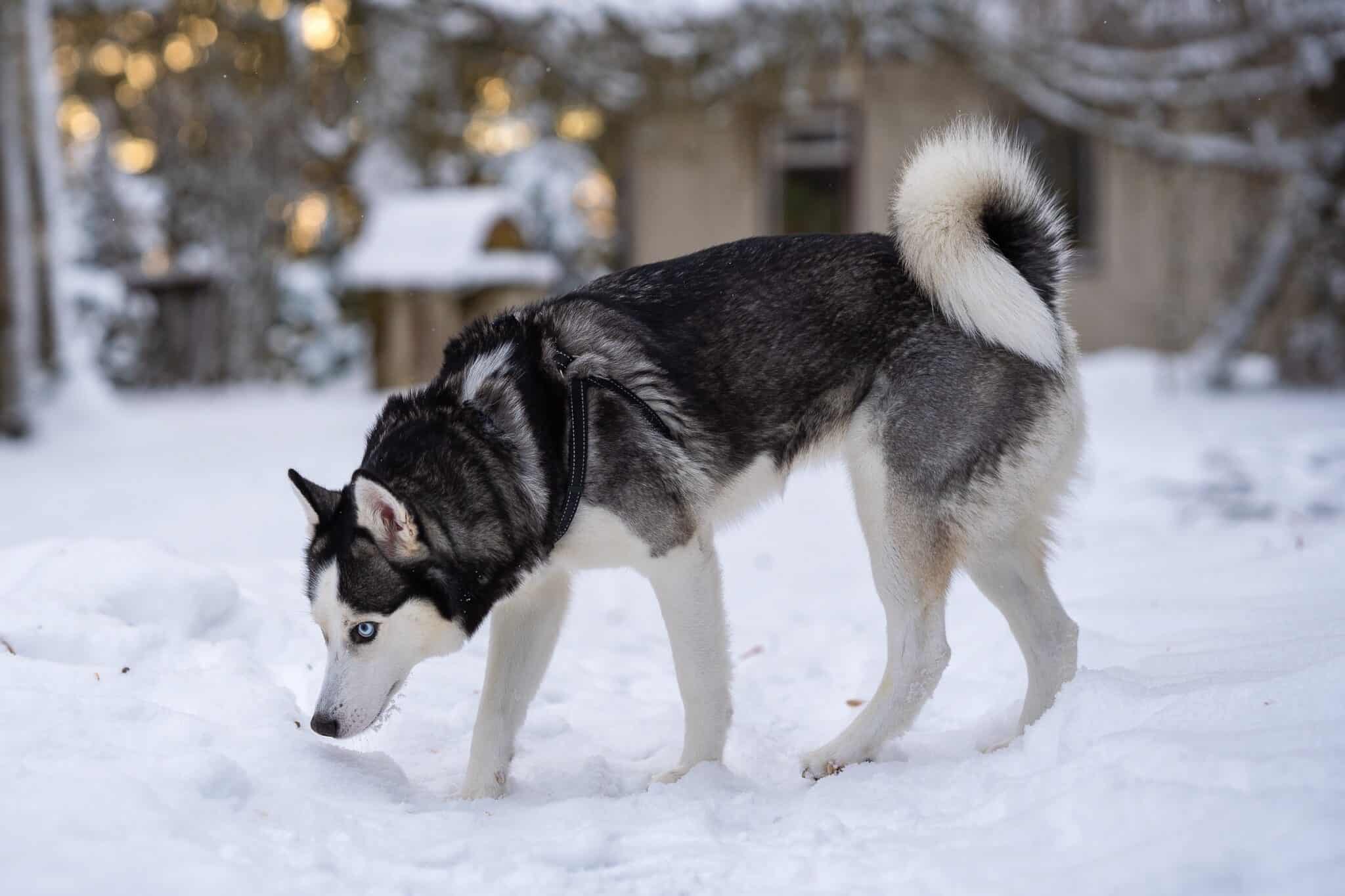 Why Do Huskies Have Curly Tails? Complete Husky Tail Guide