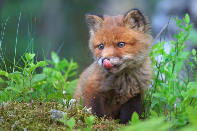 70+ Cute Baby Foxes to Brighten Your Day (With Pictures)