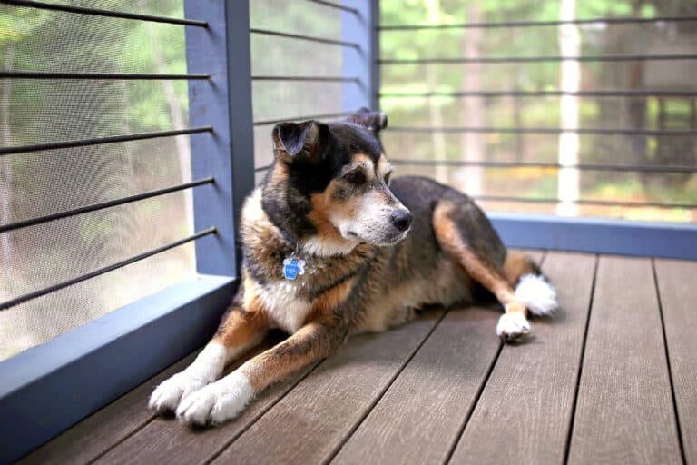 Shepsky (German Shepherd & Husky Mix) Info, Pictures, Facts, FAQs & More