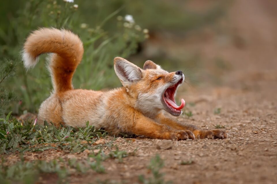 70+ Cute Baby Foxes to Brighten Your Day (With Pictures)