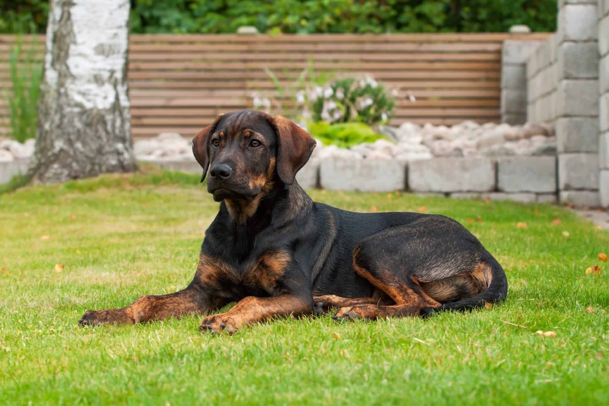 Shepweiler (German Shepherd & Rottweiler Mix) Info, Pictures, Facts ...