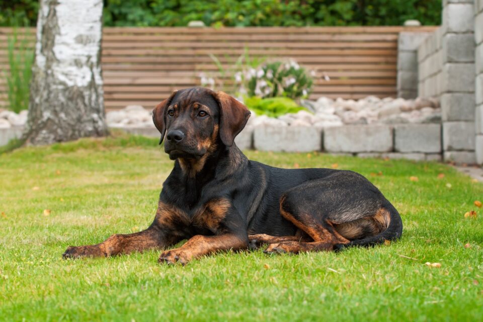 Shepweiler (German Shepherd & Rottweiler Mix) Info, Pictures, Facts ...