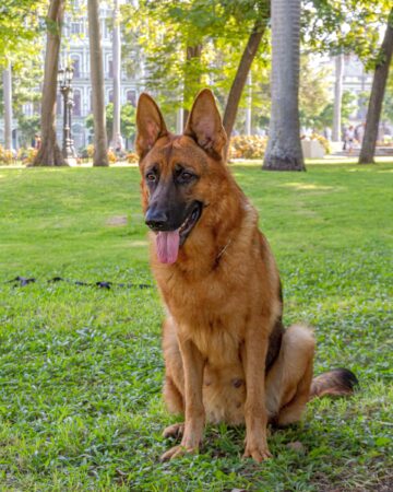 German Shepherd Pregnancy Length, Stages, Signs & Care Tips