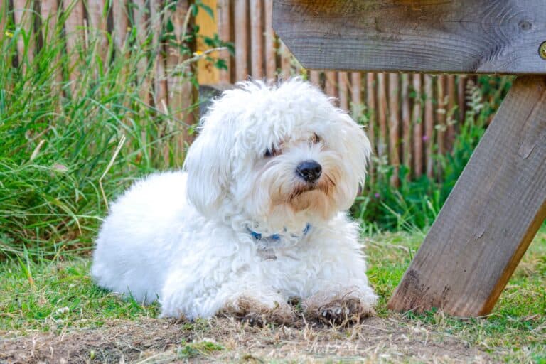 How Much to Feed a Cavapoo (Puppy & Adult Feeding Chart)