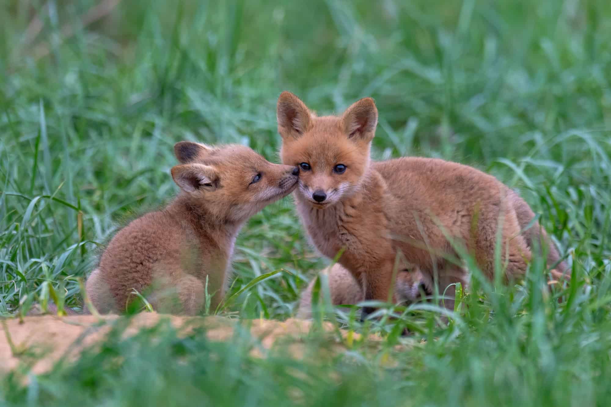 70+ Cute Baby Foxes to Brighten Your Day (With Pictures)