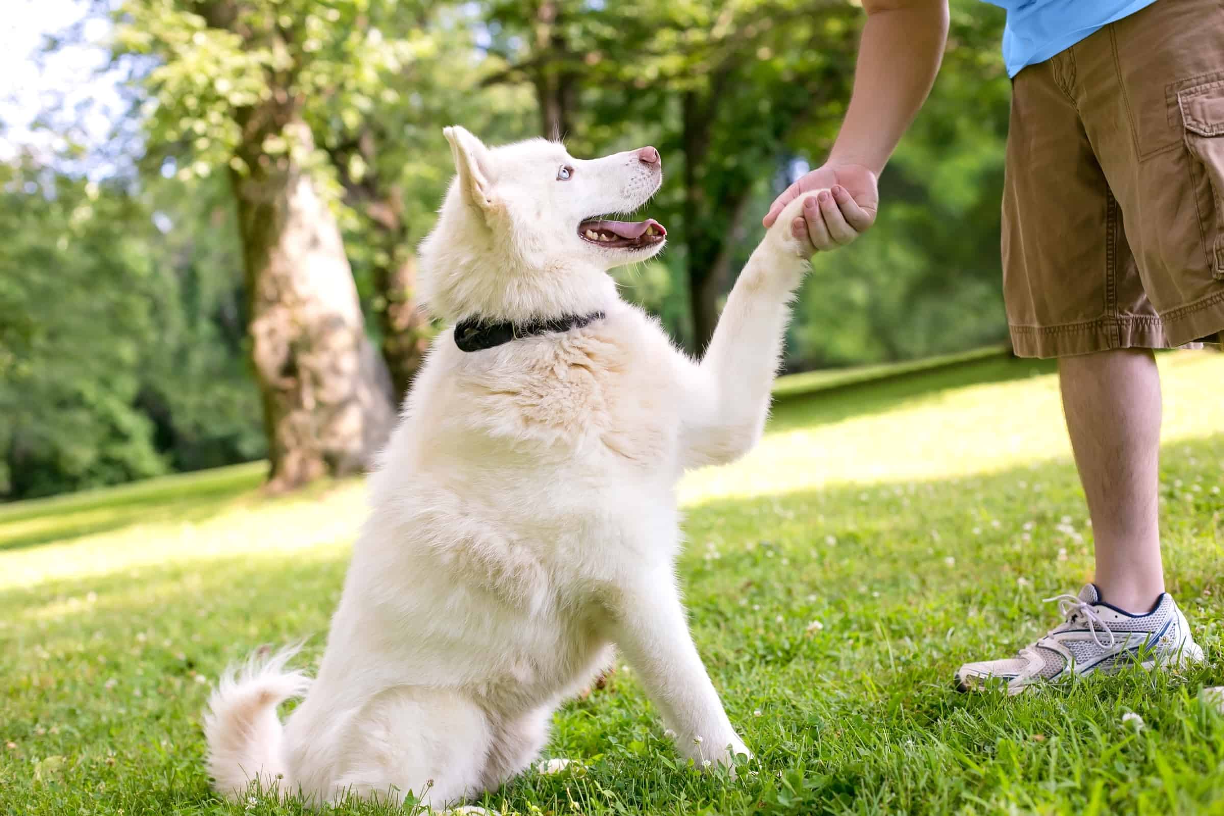 White Husky: Facts, Genetics, Traits & FAQs (With Pictures)