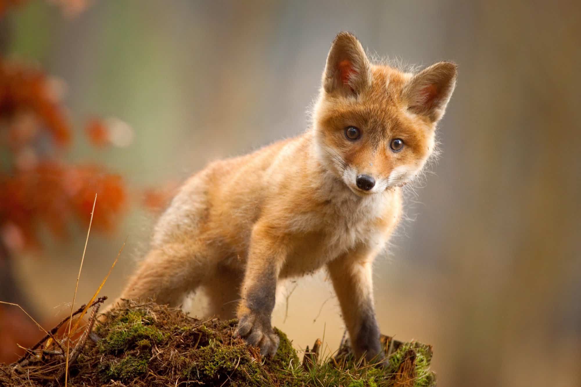 70+ Cute Baby Foxes to Brighten Your Day (With Pictures)