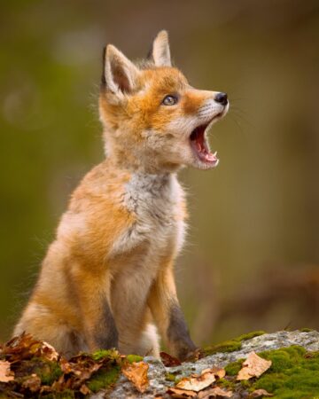 70+ Cute Baby Foxes to Brighten Your Day (With Pictures)