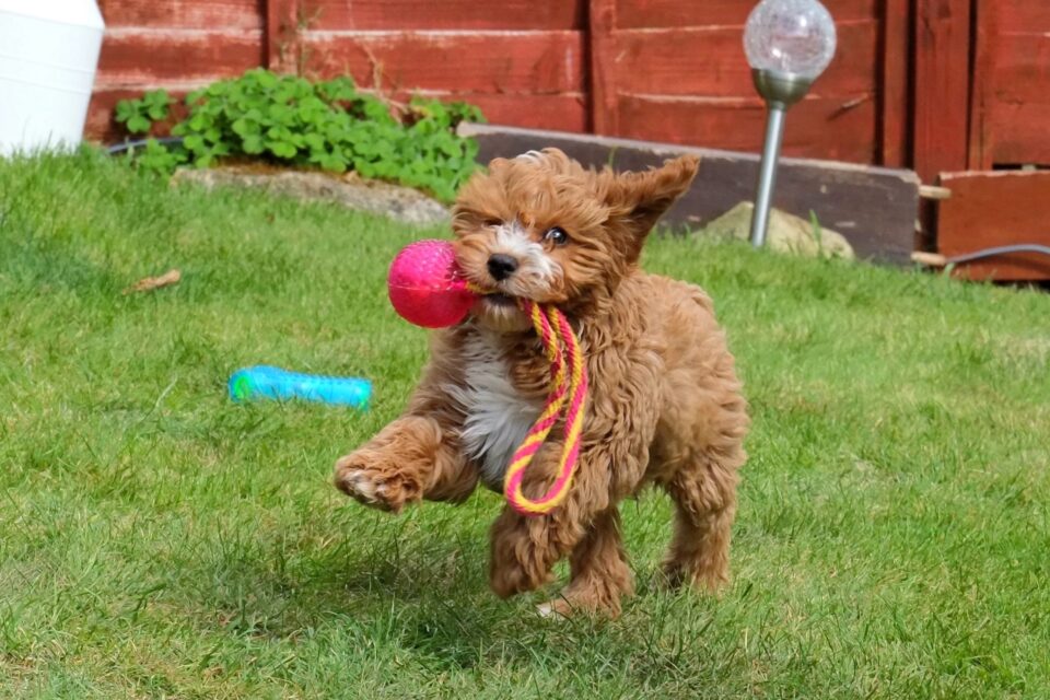 How Much to Feed a Cavapoo (Puppy & Adult Feeding Chart)