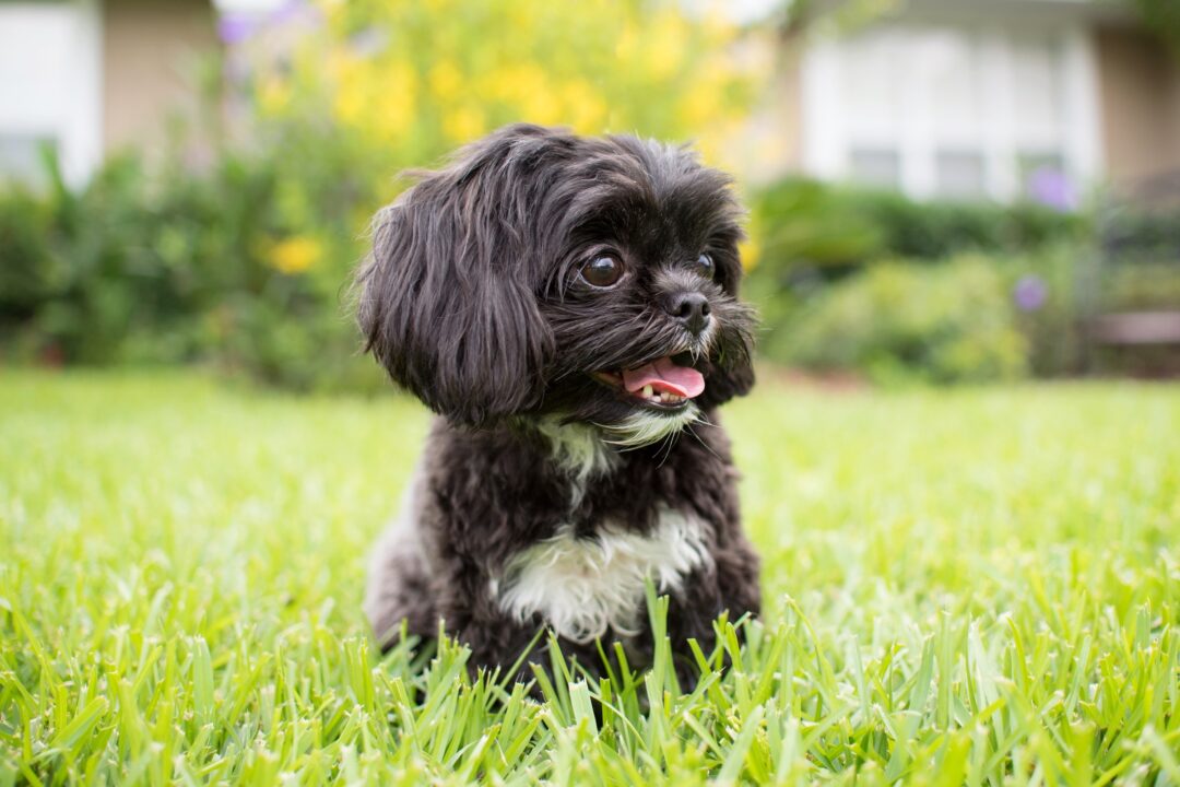 Black and White Shih Tzu: Everything You Need to Know
