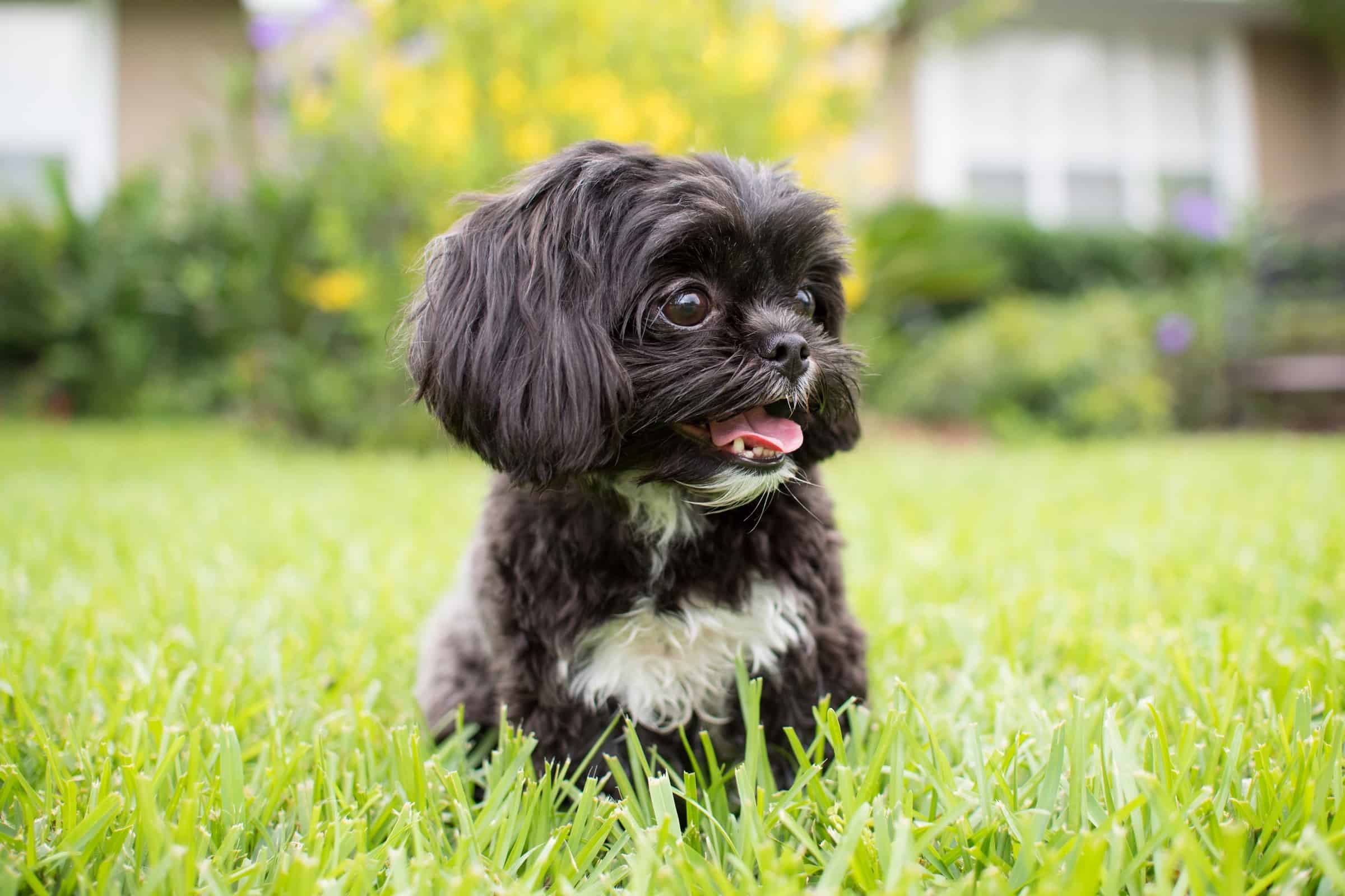Black and White Shih Tzu: Everything You Need to Know