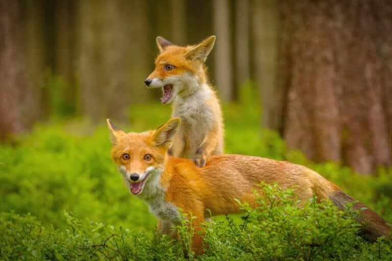 70+ Cute Baby Foxes to Brighten Your Day (With Pictures)