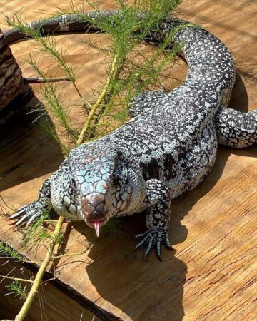 Blue Tegu | Information, Facts & Care Guide (With Pictures)