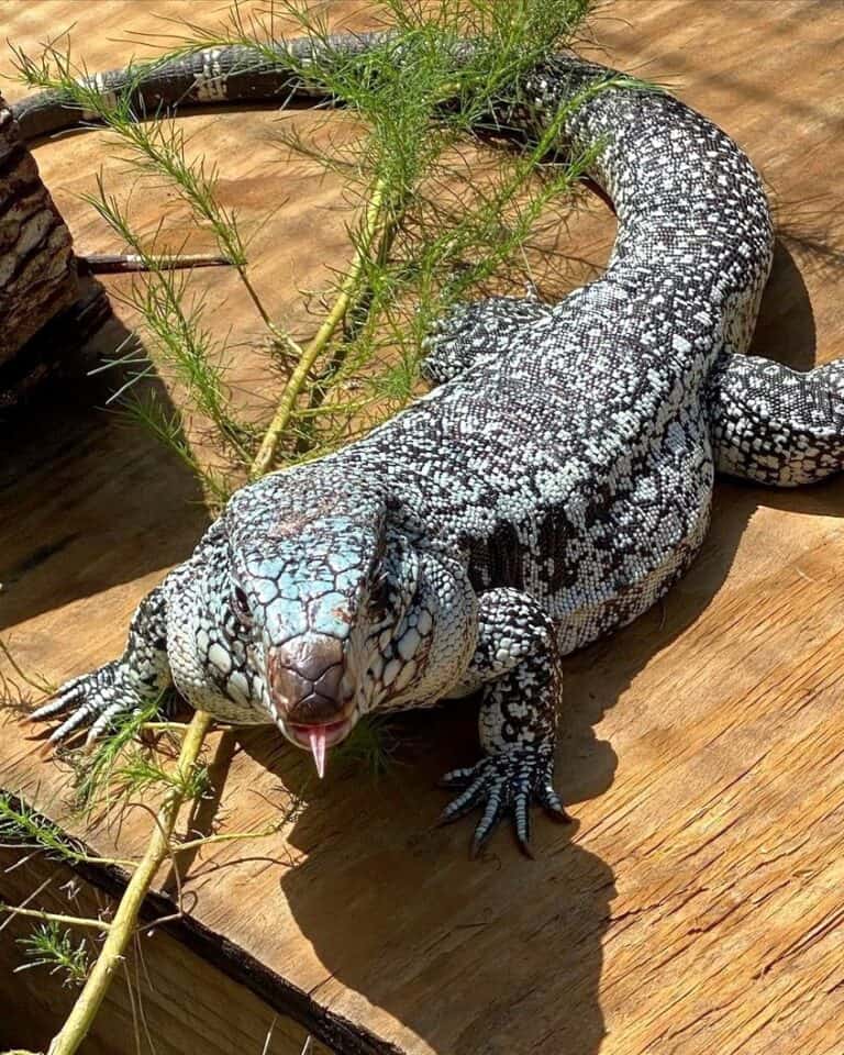 Blue Tegu | Information, Facts & Care Guide (With Pictures)