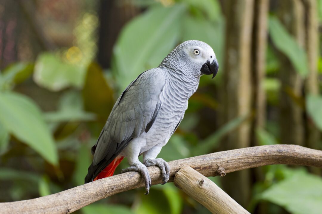 How Much Does an African Grey Parrot Cost? (2026 Price Guide)