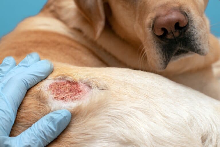 Found Crusty Scabs on Dog’s Back? Types, Causes & Treatment