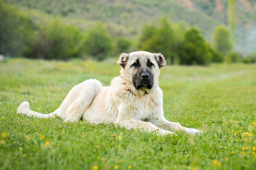 Kangal Shepherd Dog | Dog Breed Information, Pictures & Facts