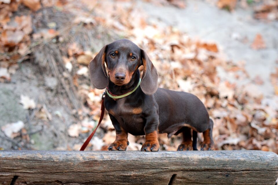 How Much Does a Mini Dachshund Cost? (2025 Price Guide)