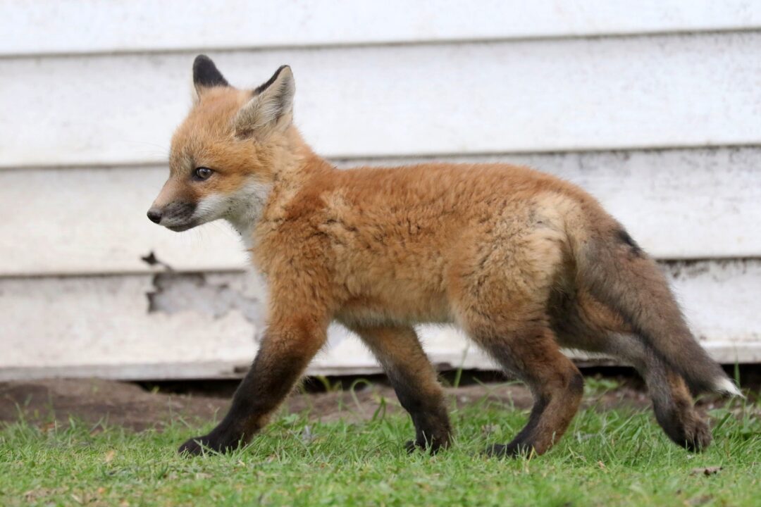 70+ Cute Baby Foxes to Brighten Your Day (With Pictures)