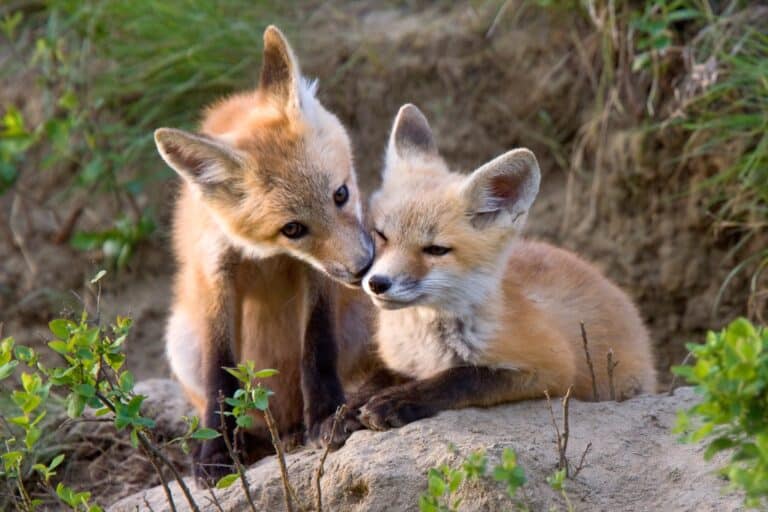 70+ Cute Baby Foxes to Brighten Your Day (With Pictures)