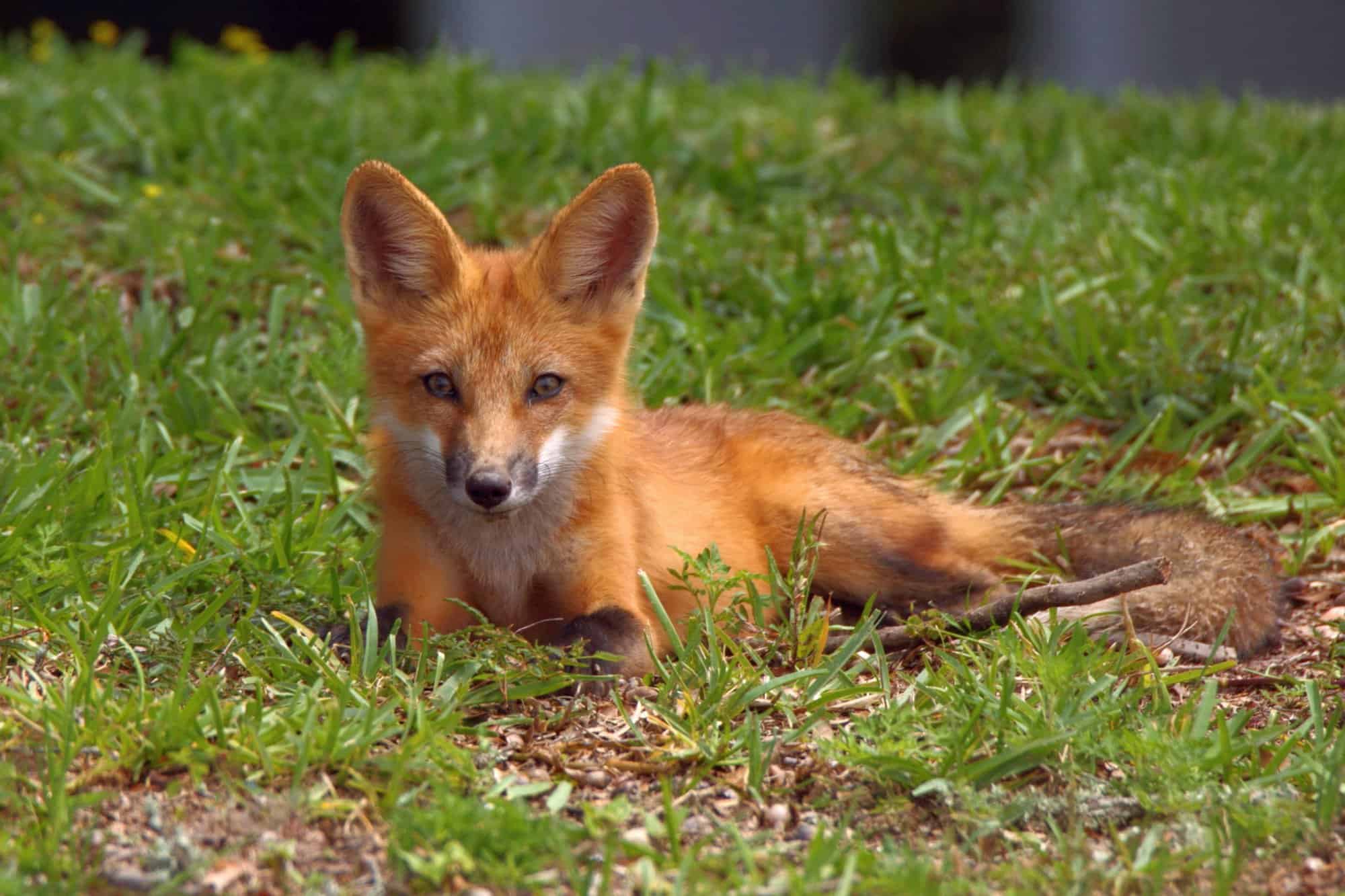 70+ Cute Baby Foxes to Brighten Your Day (With Pictures)