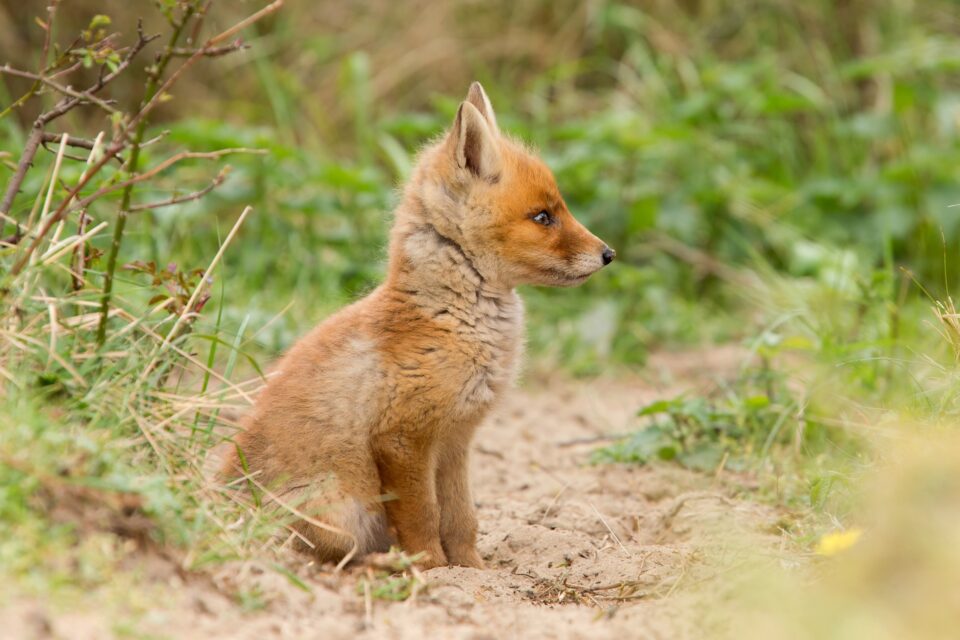 70+ Cute Baby Foxes to Brighten Your Day (With Pictures)
