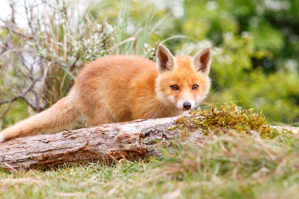 What Is a Baby Fox Called? — Baby Fox Name, Facts & Pictures