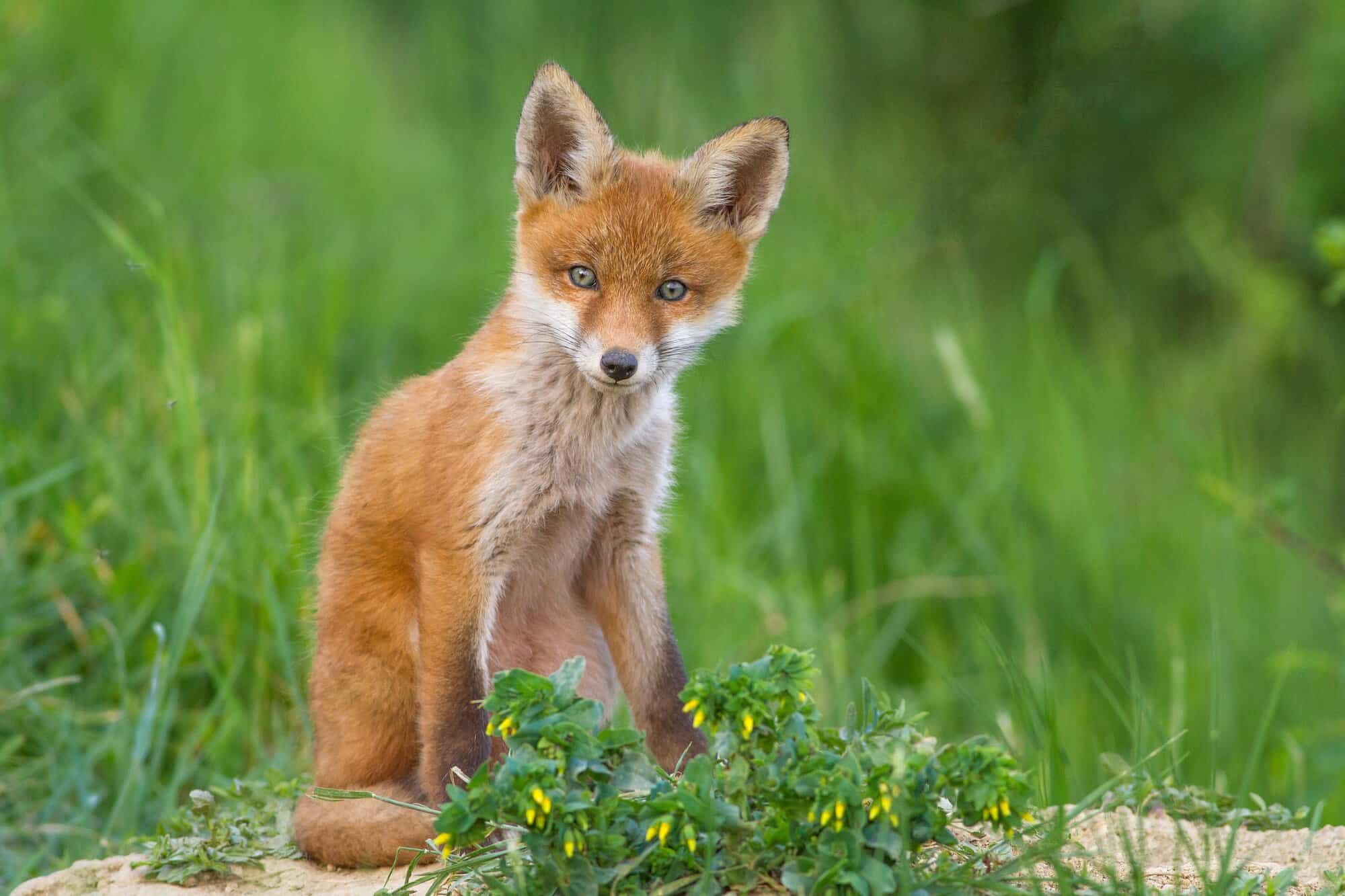 70+ Cute Baby Foxes to Brighten Your Day (With Pictures)
