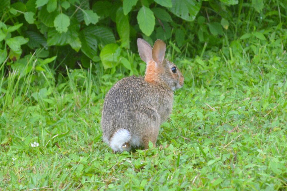 Rabbit Tail Anatomy, Function, Facts & FAQs (With Pictures)