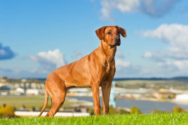 Bear Hunting Dogs: 12 Dog Breeds Bred to Hunt Bears