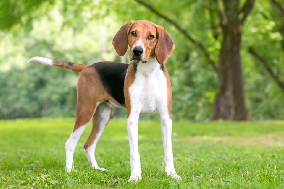 Bear Hunting Dogs: 12 Dog Breeds Bred to Hunt Bears