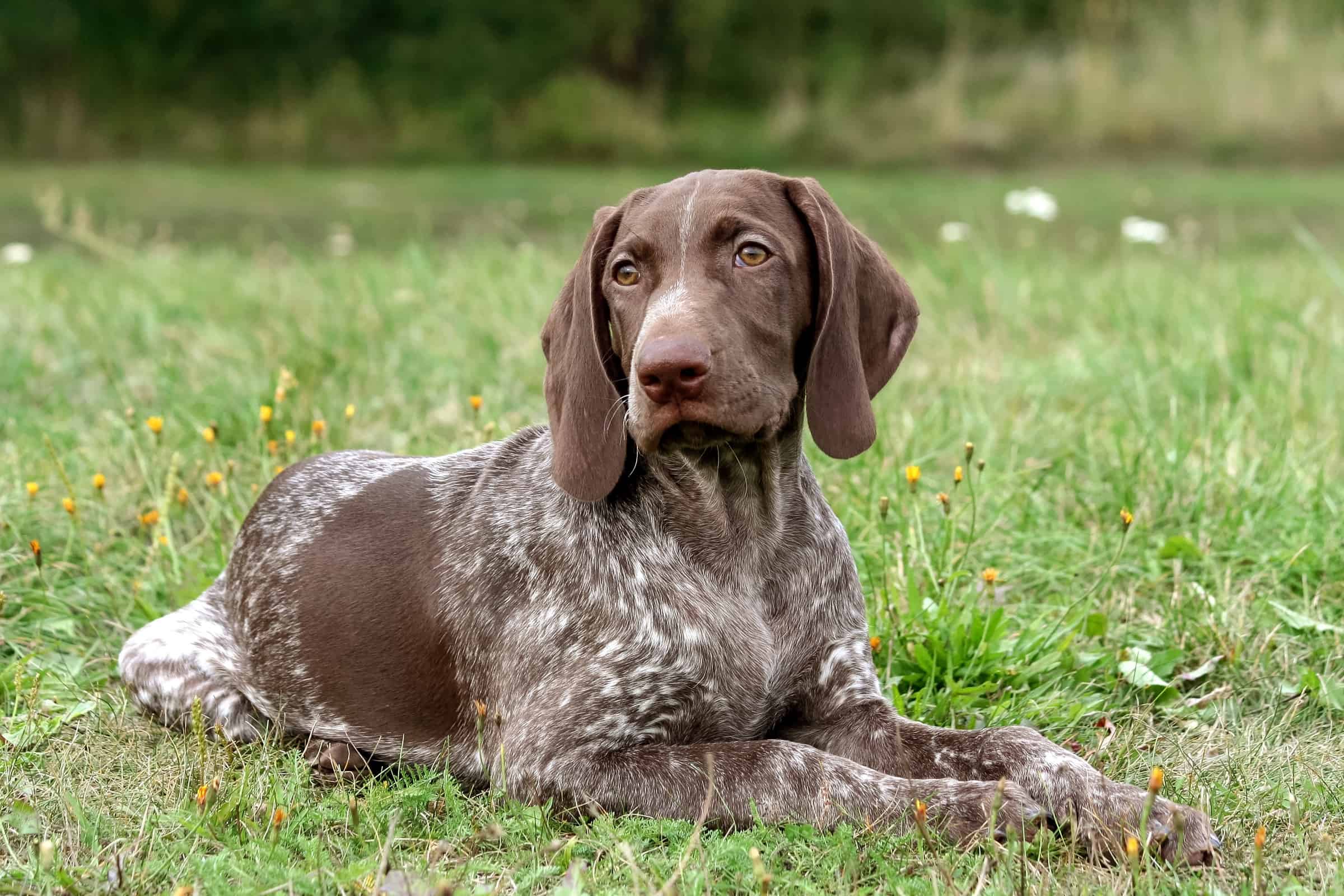 Bear Hunting Dogs: 12 Dog Breeds Bred to Hunt Bears