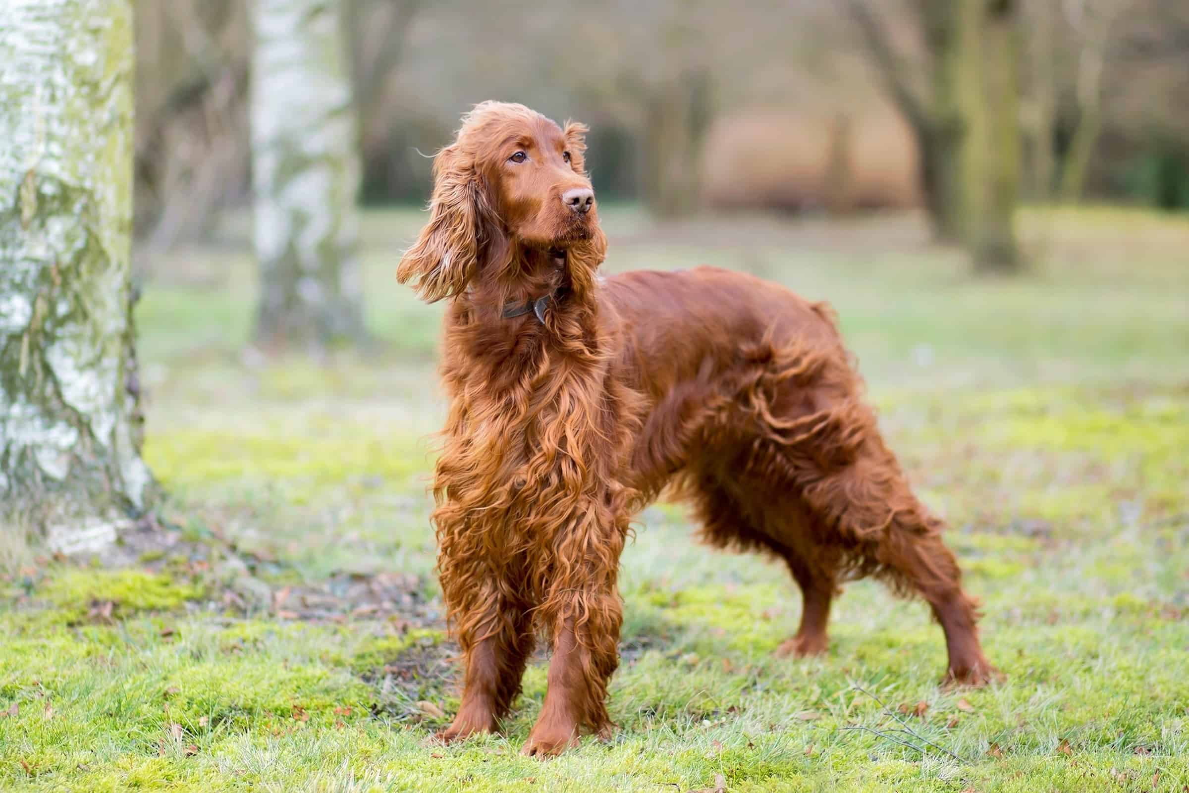 Bear Hunting Dogs: 12 Dog Breeds Bred to Hunt Bears