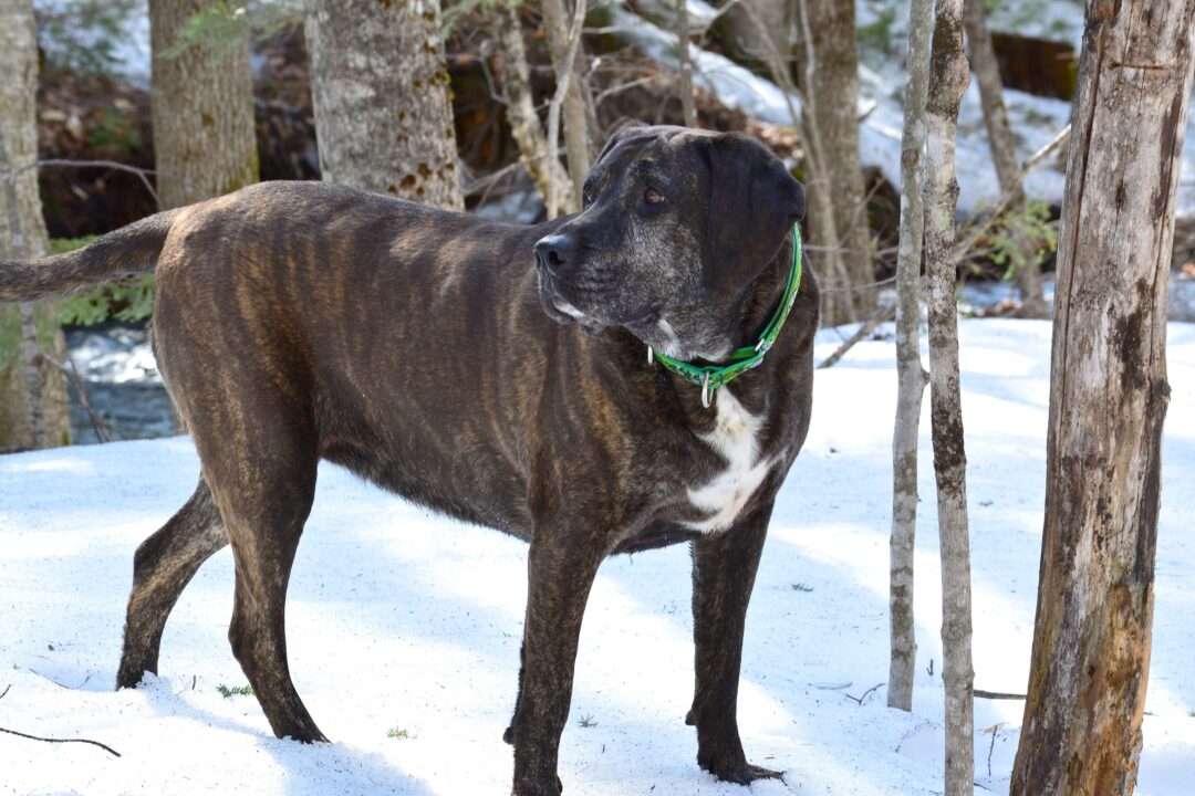 Bear Hunting Dogs: 12 Dog Breeds Bred to Hunt Bears